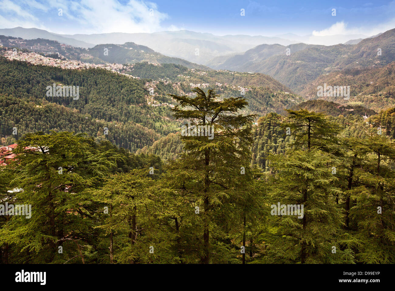 Trees on mountains, Shimla, Himachal Pradesh, India Stock Photo - Alamy