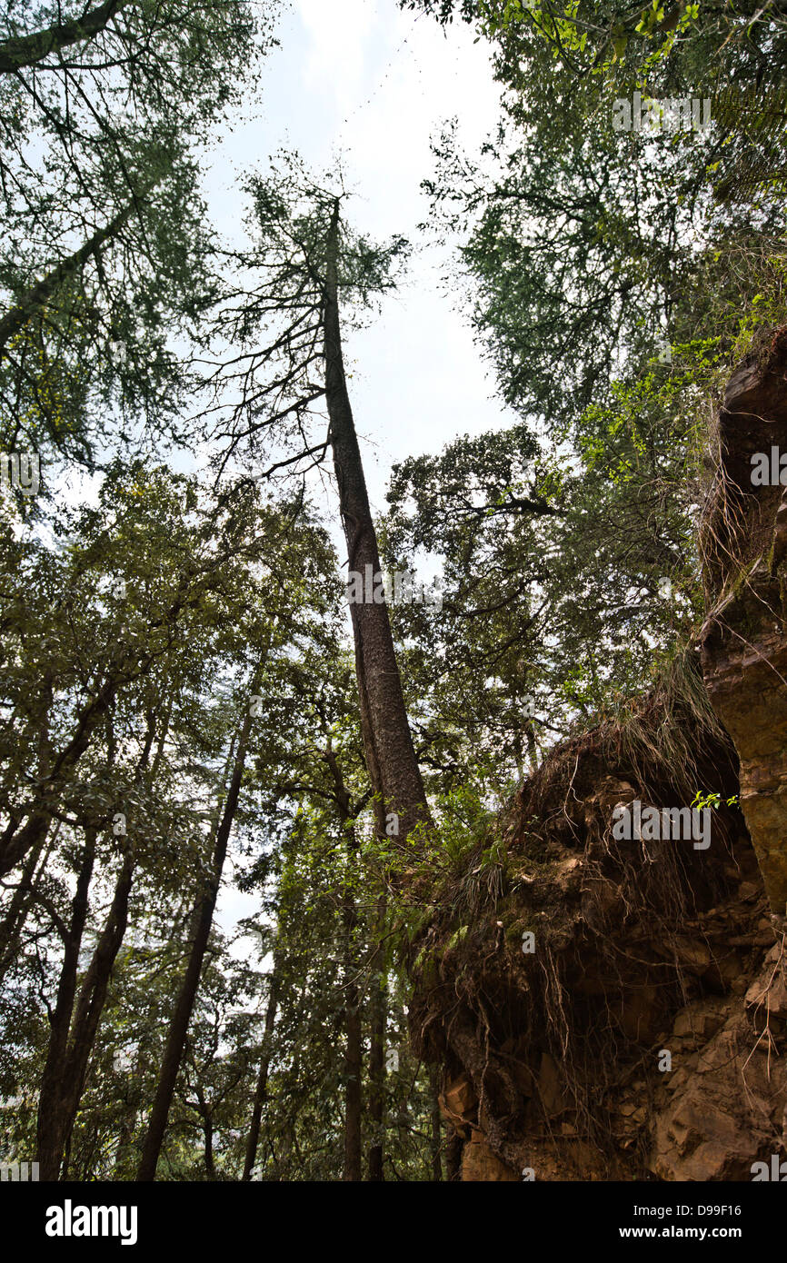 Low angle view of trees, Shimla, Himachal Pradesh, India Stock Photo ...