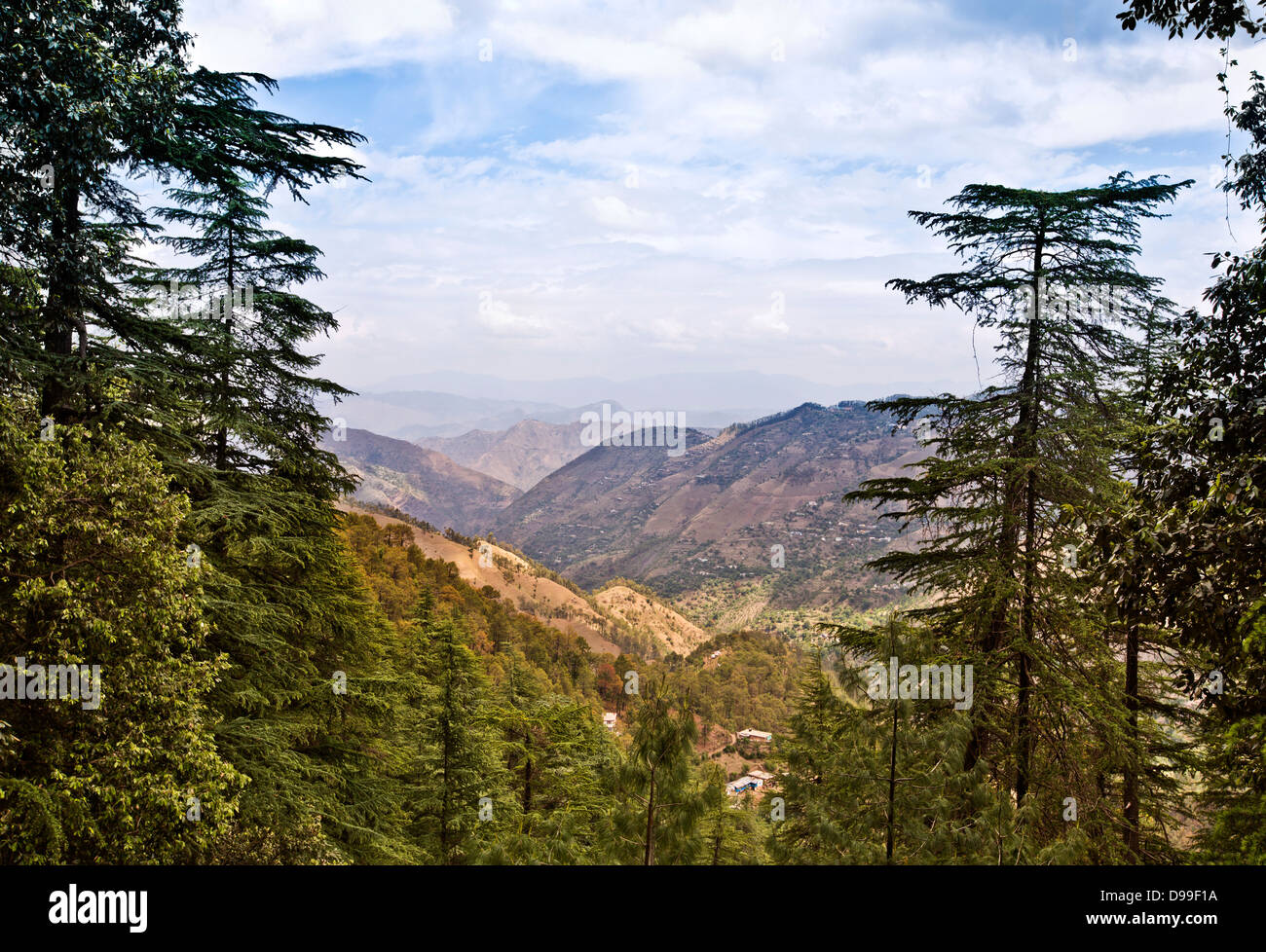 Trees on mountains, Shimla, Himachal Pradesh, India Stock Photo - Alamy