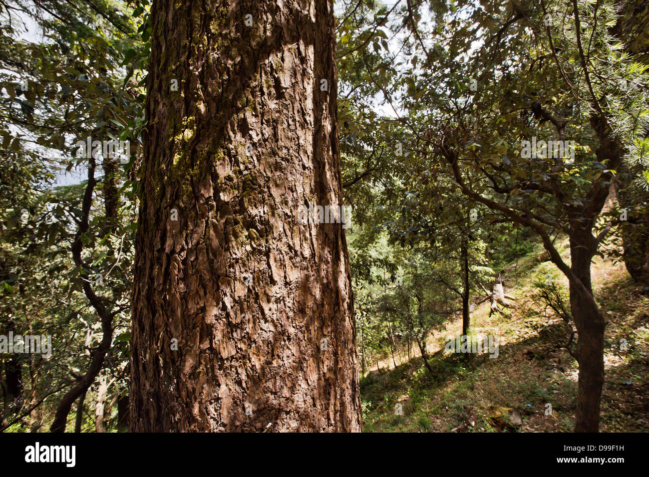Close-up of a tree in a forest, Shimla, Himachal Pradesh, India Stock ...