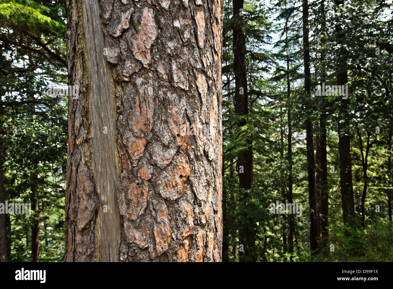 Bark of a tree, Shimla, Himachal Pradesh, India Stock Photo - Alamy