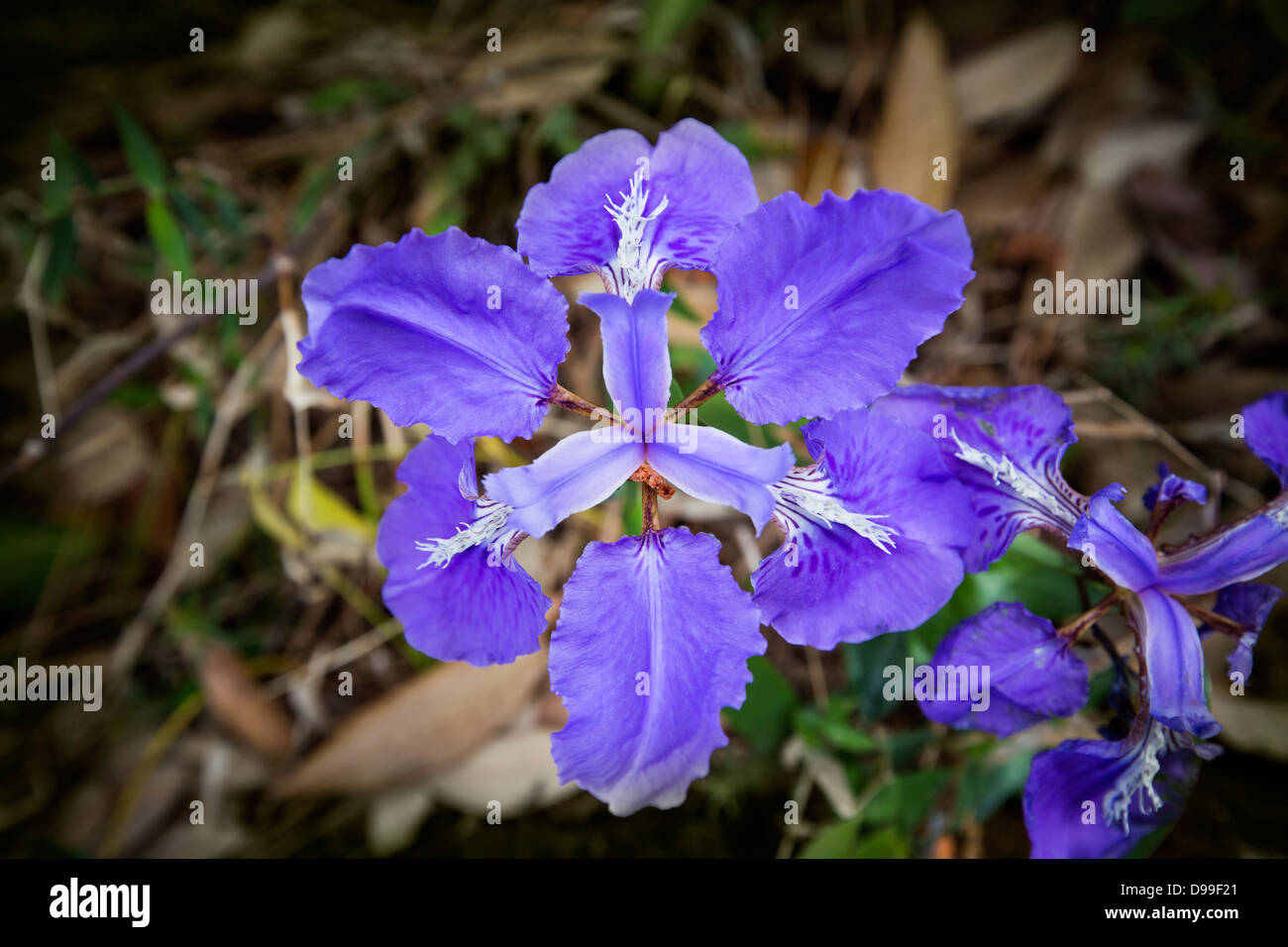 Shimla flower hi-res stock photography and images - Alamy
