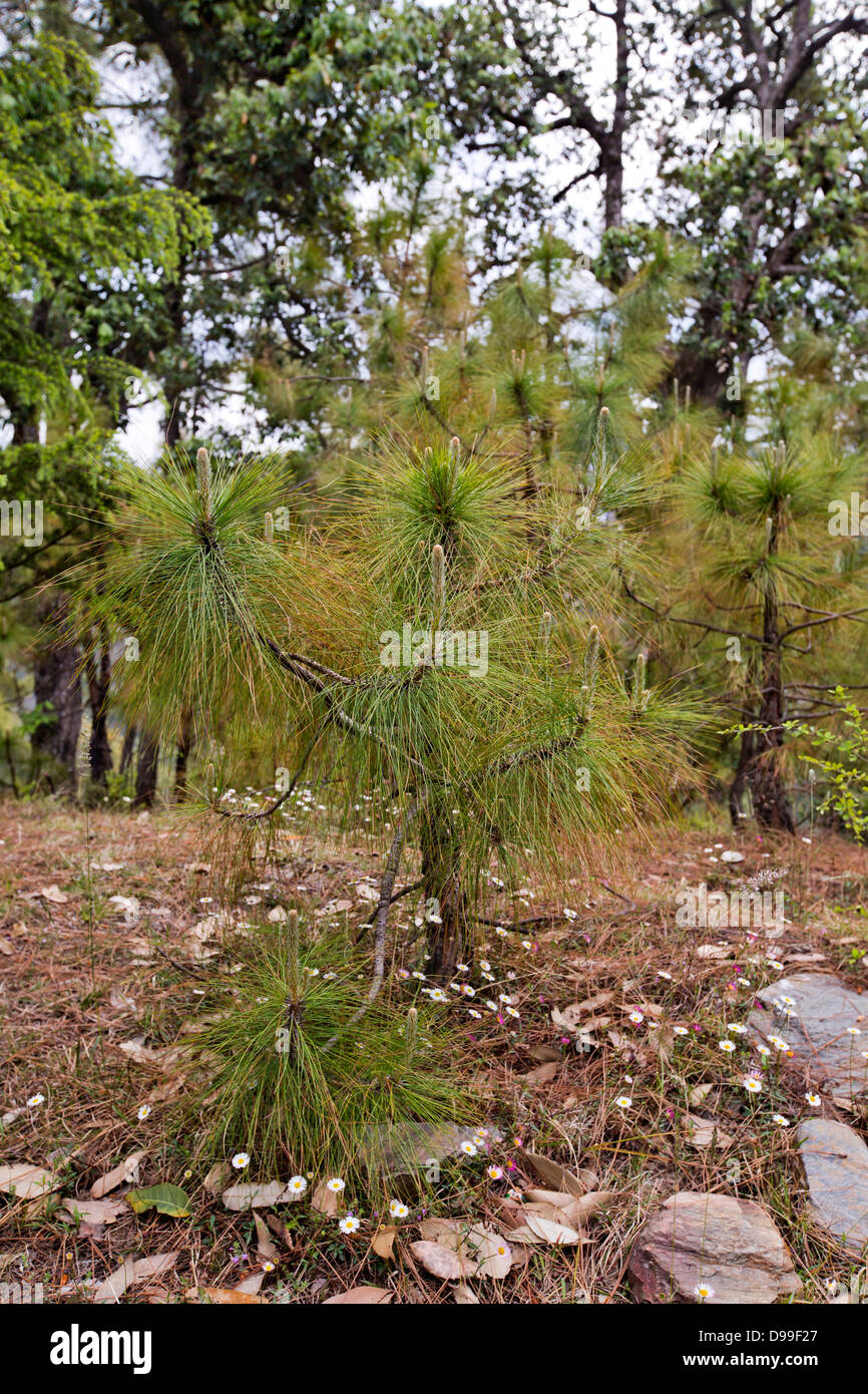 Trees and plants in a forest, Shimla, Himachal Pradesh, India Stock ...