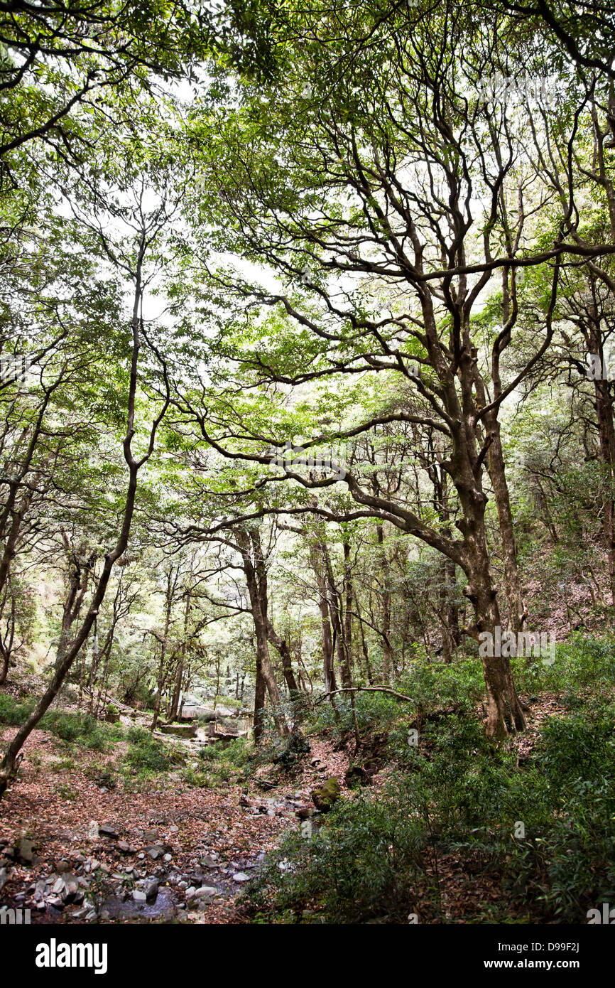 Trees in a forest, Shimla, Himachal Pradesh, India Stock Photo - Alamy