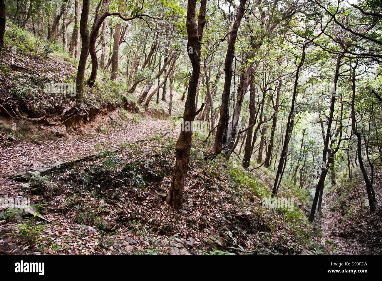Trees in a forest, Shimla, Himachal Pradesh, India Stock Photo - Alamy