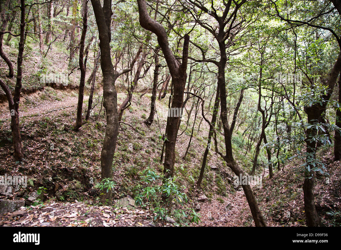 Trees in a forest, Shimla, Himachal Pradesh, India Stock Photo - Alamy
