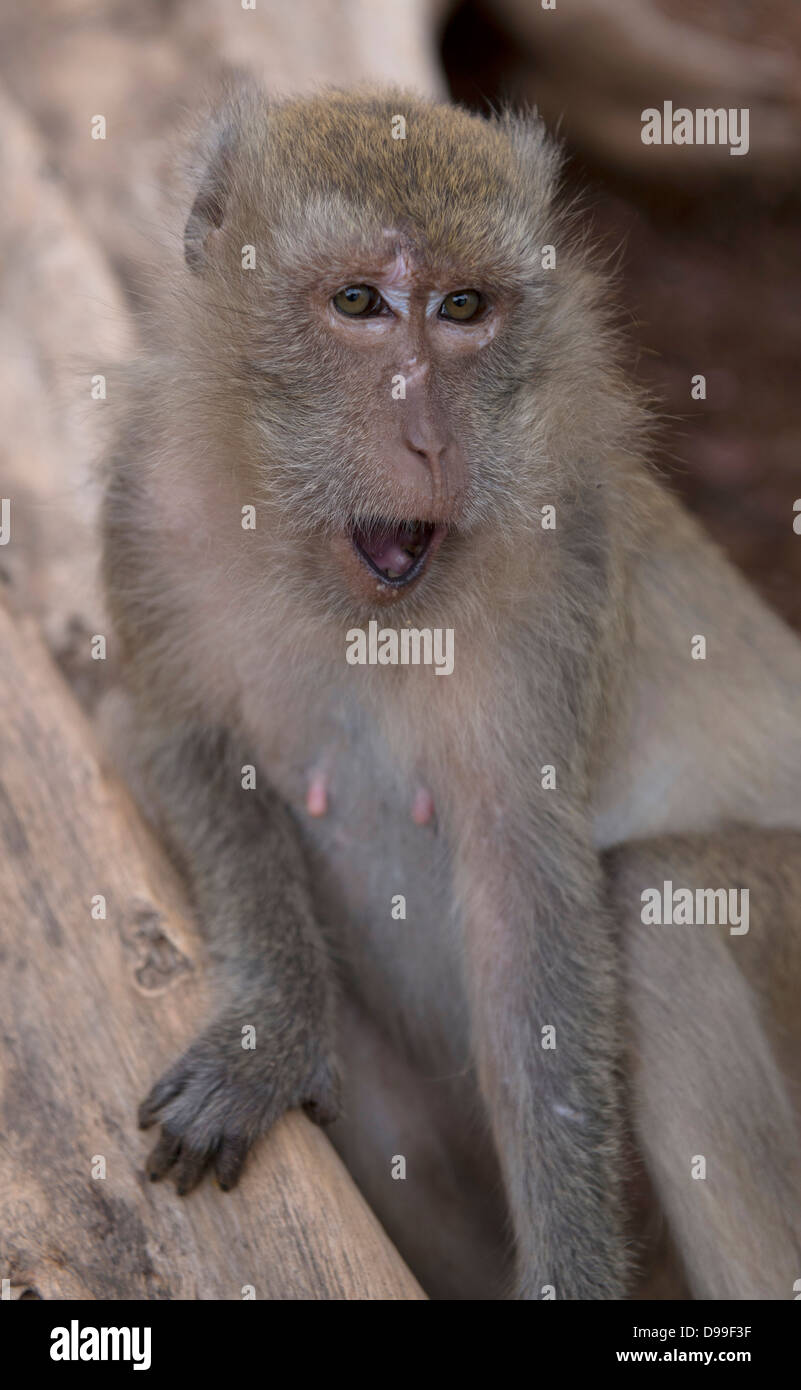 Wild Monkeys of Thailand. Taken on Koh Larn island an island 20 minutes ...
