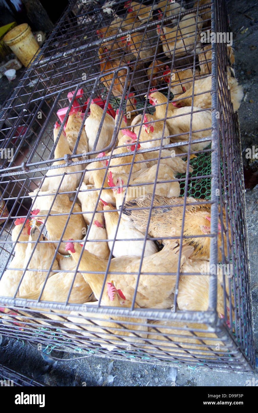 Live chickens hi-res stock photography and images - Alamy