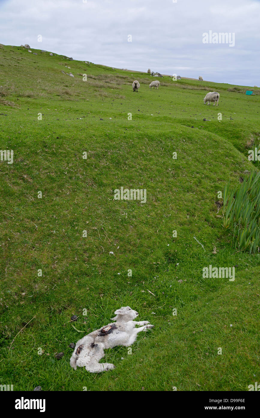 Dead lamb hi-res stock photography and images - Alamy