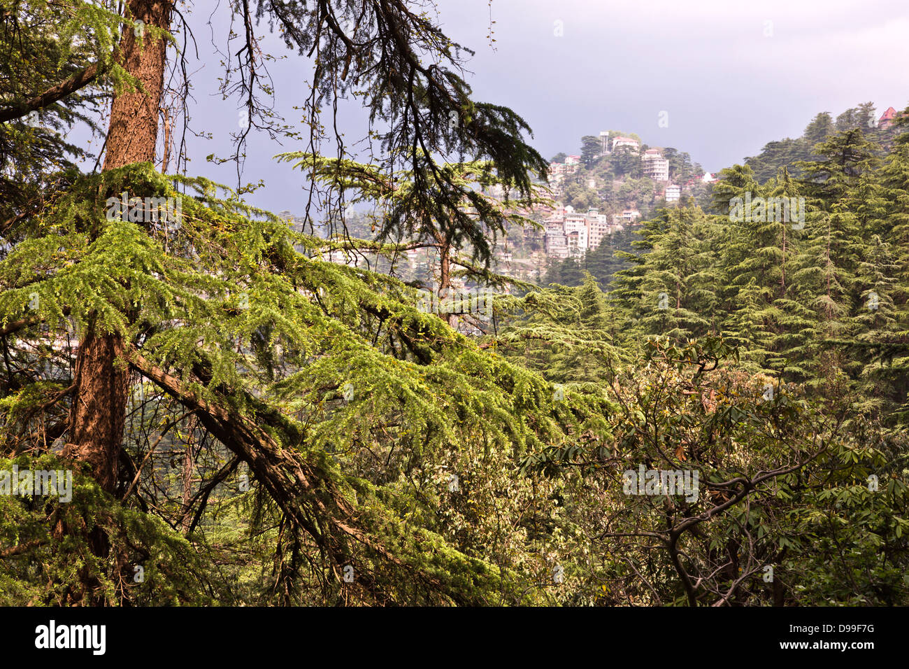 Trees in a forest, Shimla, Himachal Pradesh, India Stock Photo - Alamy