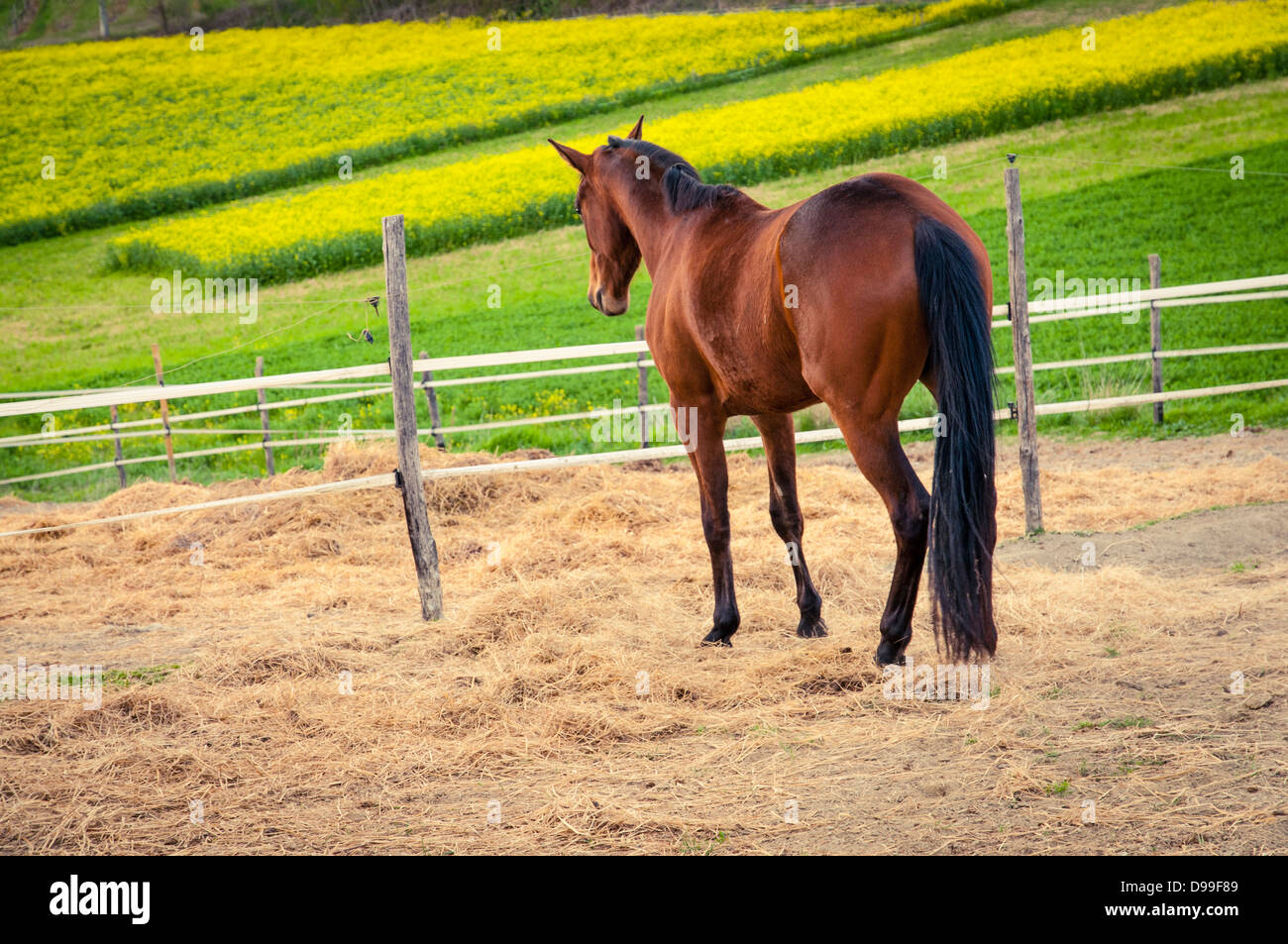 Horse corral hi-res stock photography and images - Alamy