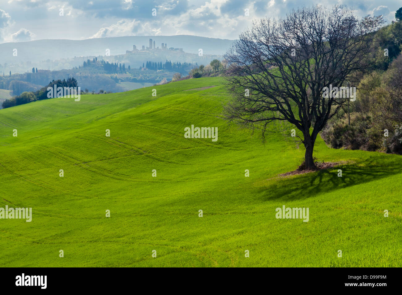 Tuscan olive tree hi-res stock photography and images - Alamy