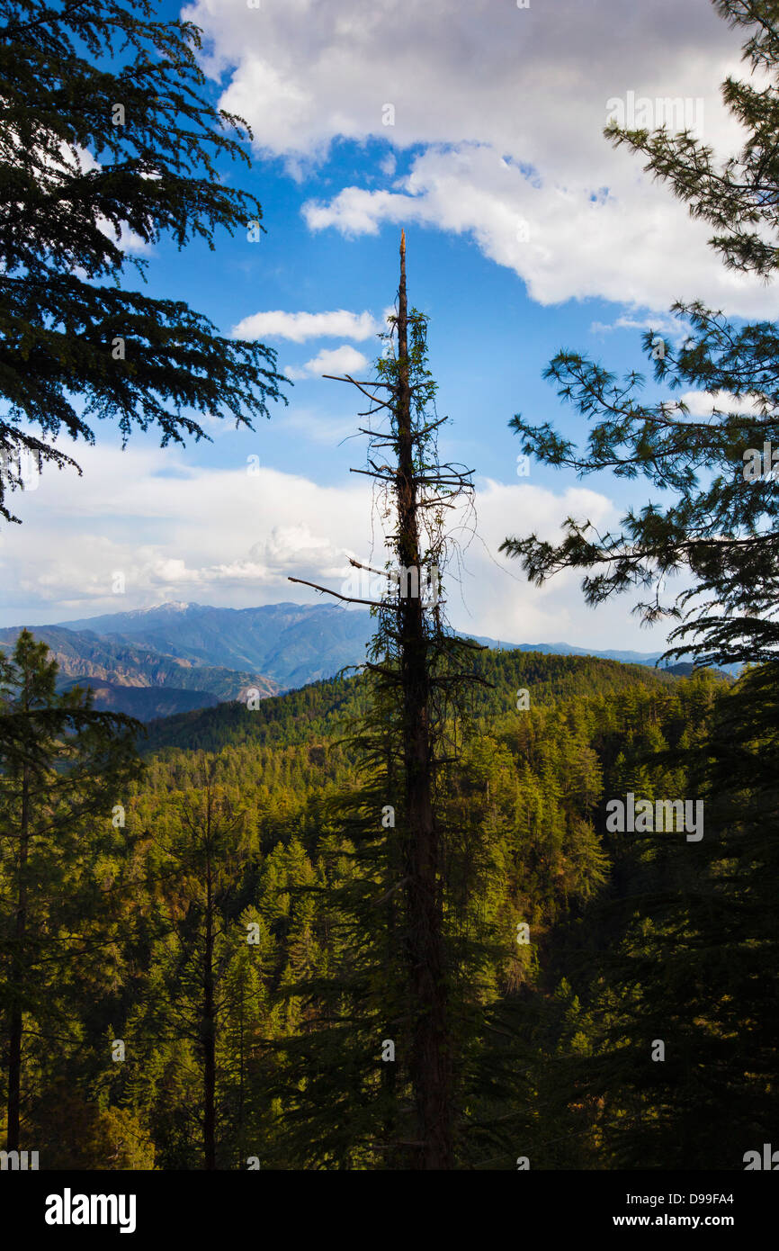 Trees with mountain range in the background, Kufri, Shimla, Himachal ...
