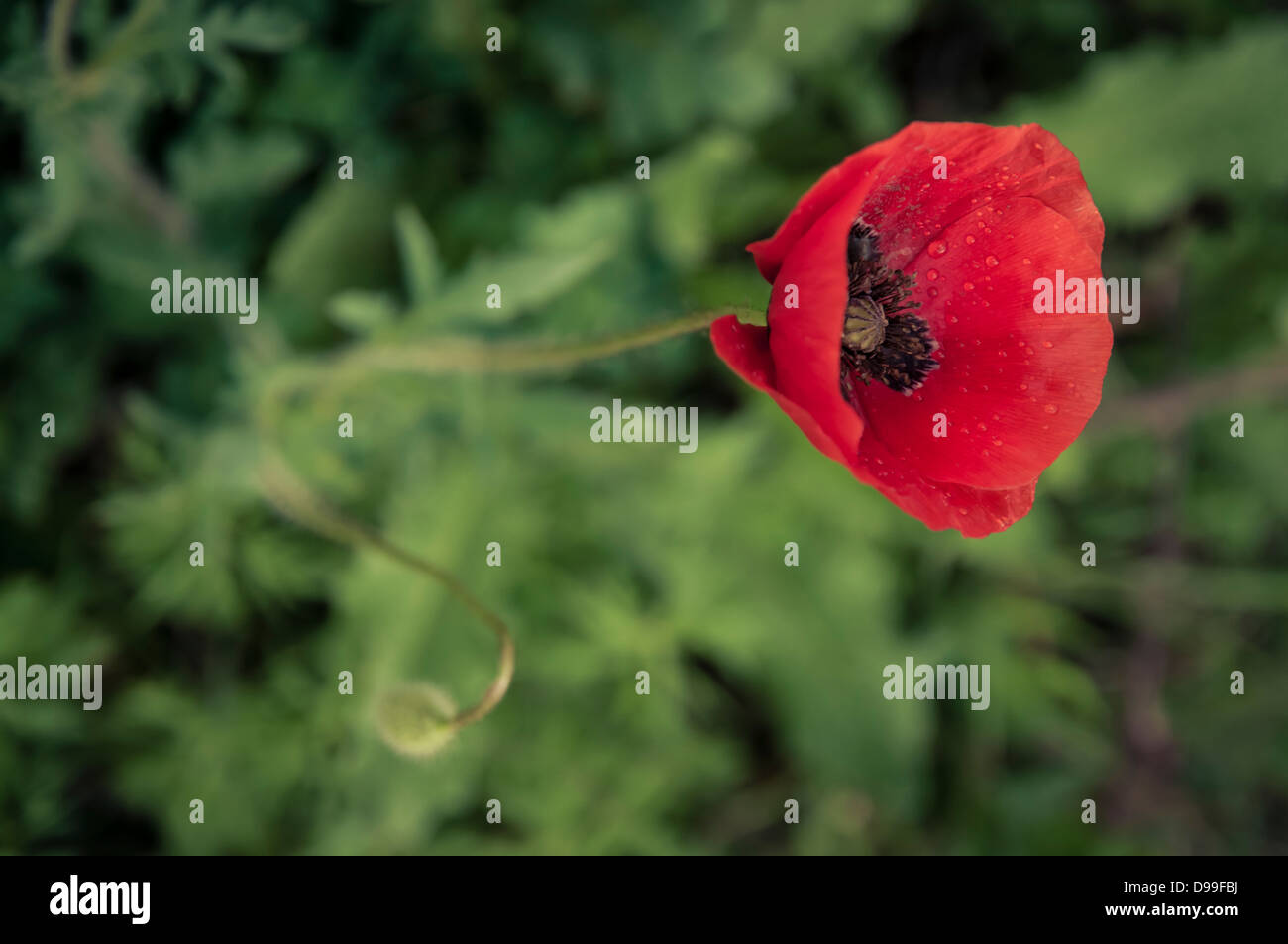 Closeup of a red poppy against green grass in Tuscany, Italy Stock ...