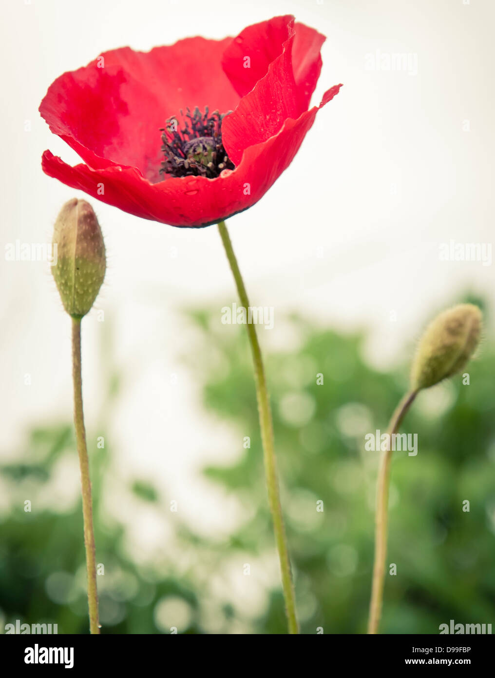 Poppy field tuscany italy hi-res stock photography and images - Alamy