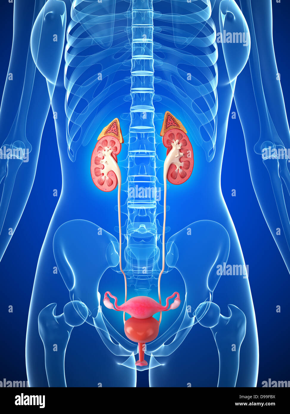 Female Urinary system in x-ray loop Stock Photo - Alamy