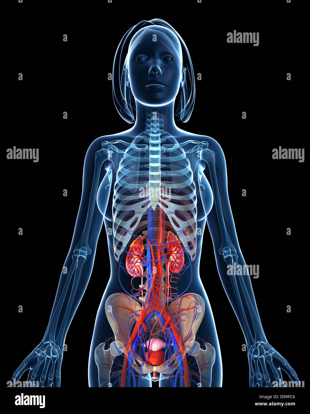 Female Urinary system in x-ray loop Stock Photo - Alamy