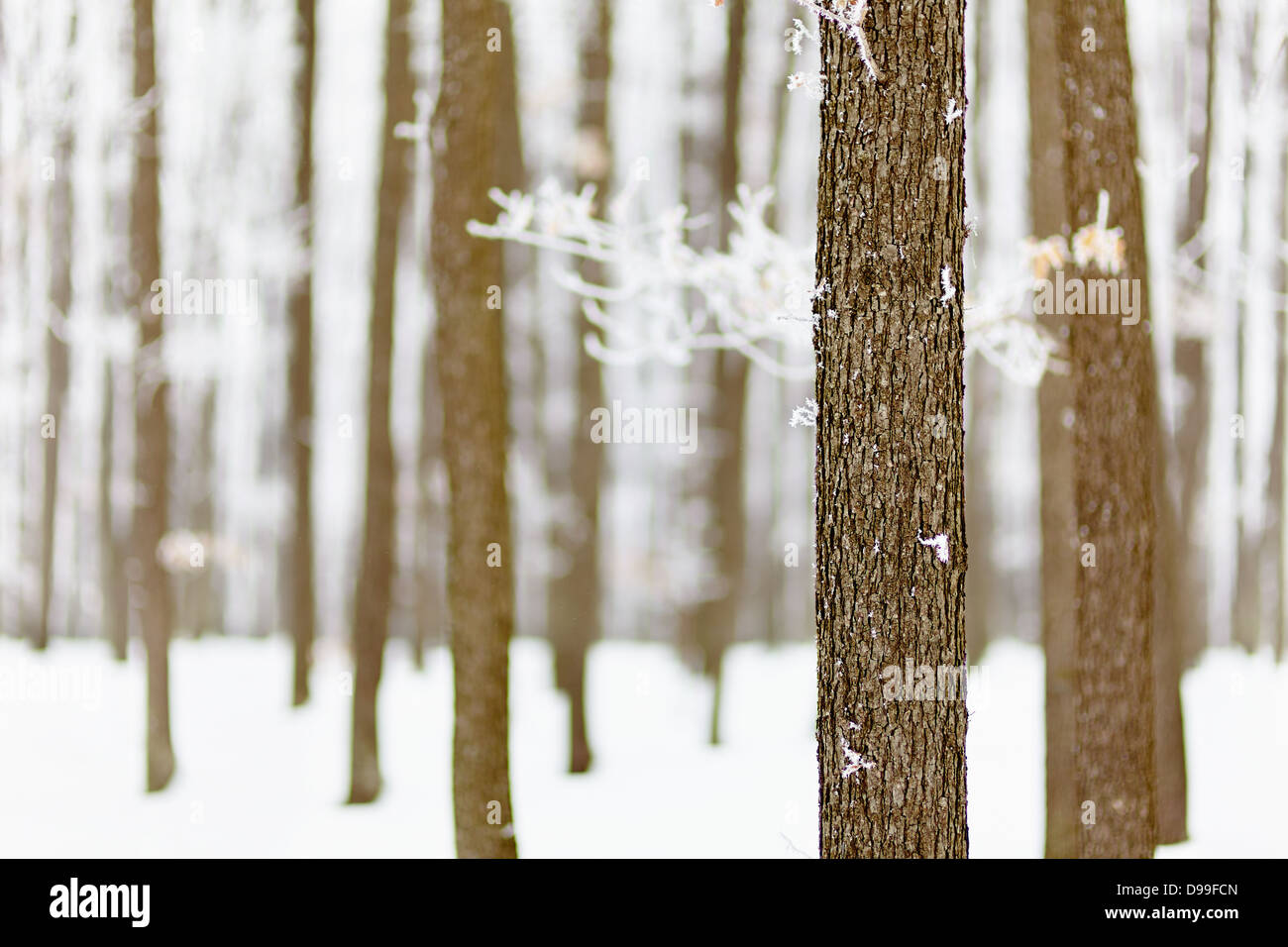Landscape with frozen forest of oak trees with selective focus Stock ...