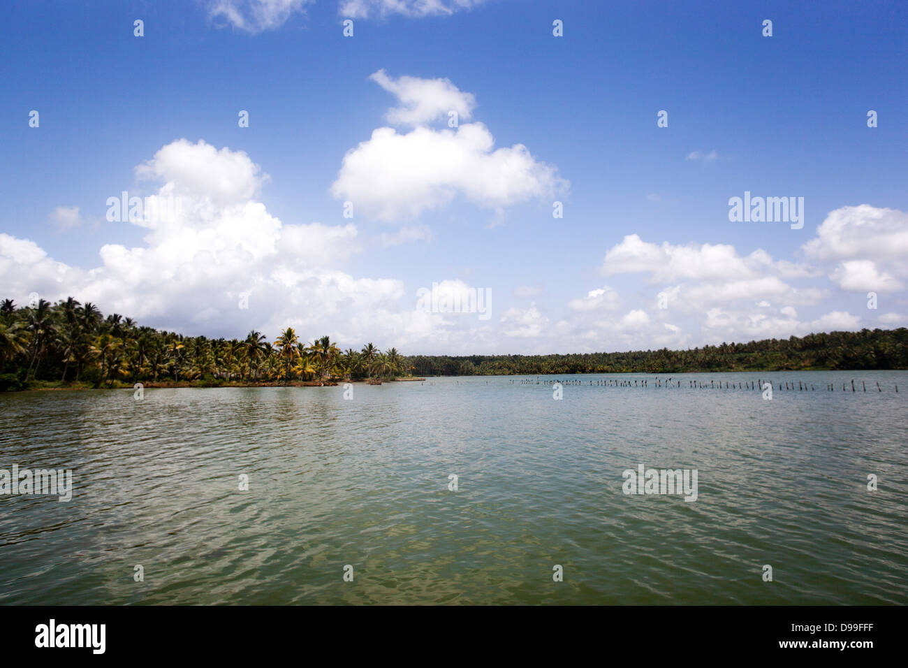 Trees in a forest at the seaside, Varkala, Kerala, India Stock Photo ...