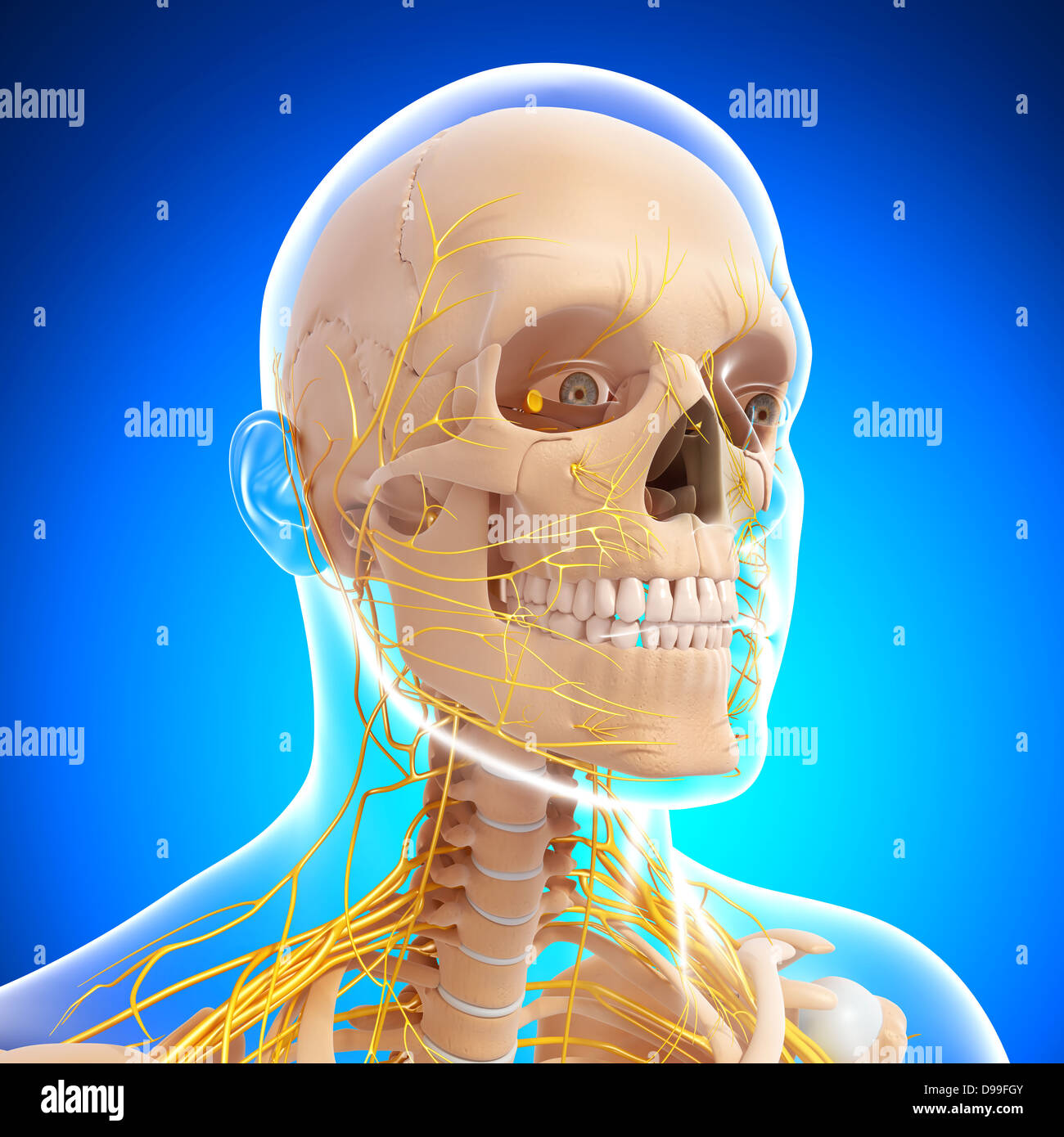 Nervous system of male head anatomy Stock Photo - Alamy