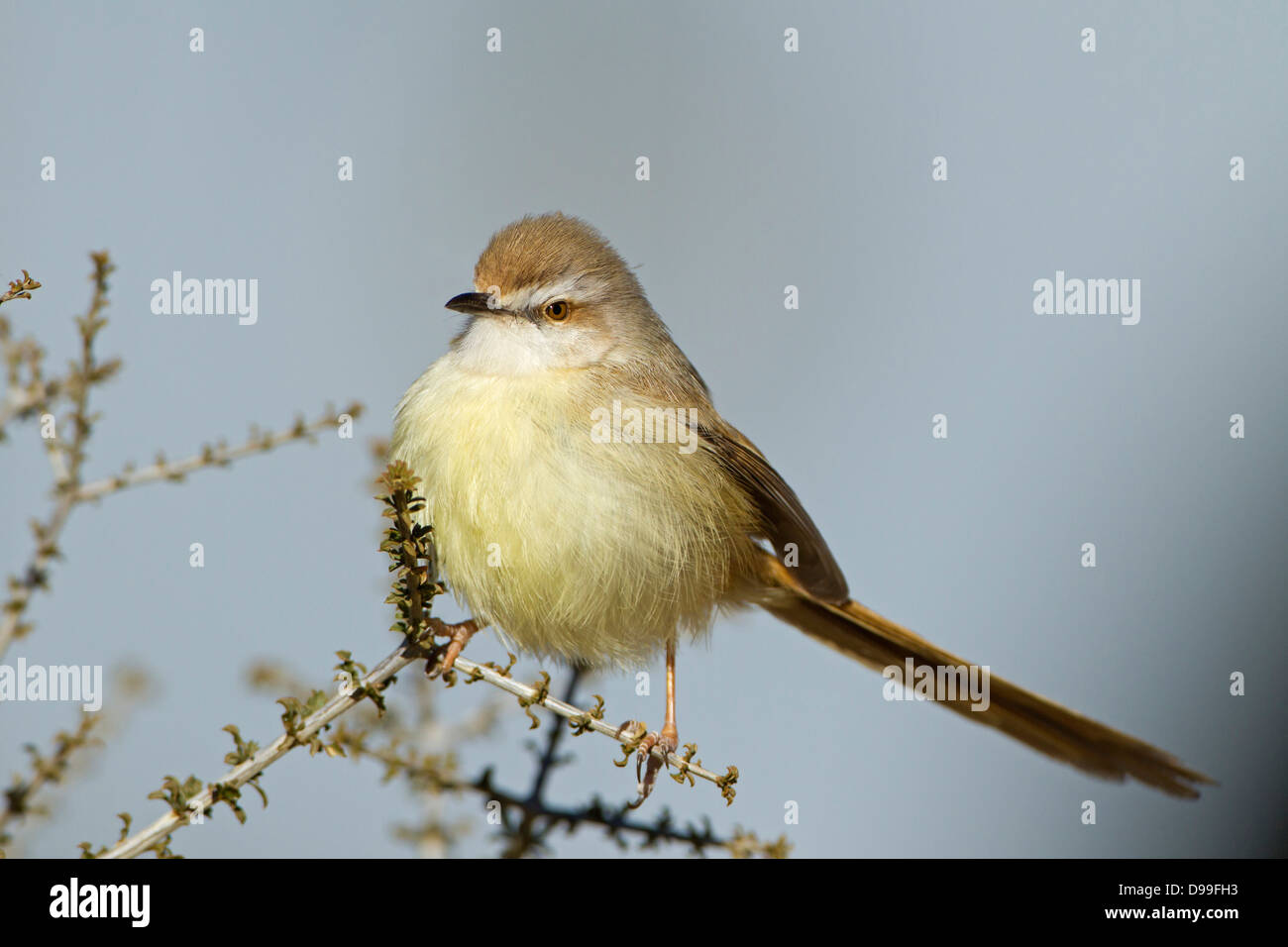 Brustbandprinie, Black-chested Prinia, Prinia flavicans Stock Photo - Alamy