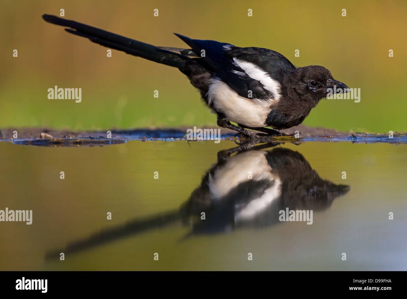 Black-billed Magpie, Magpie, Pica pica, Elster Stock Photo - Alamy