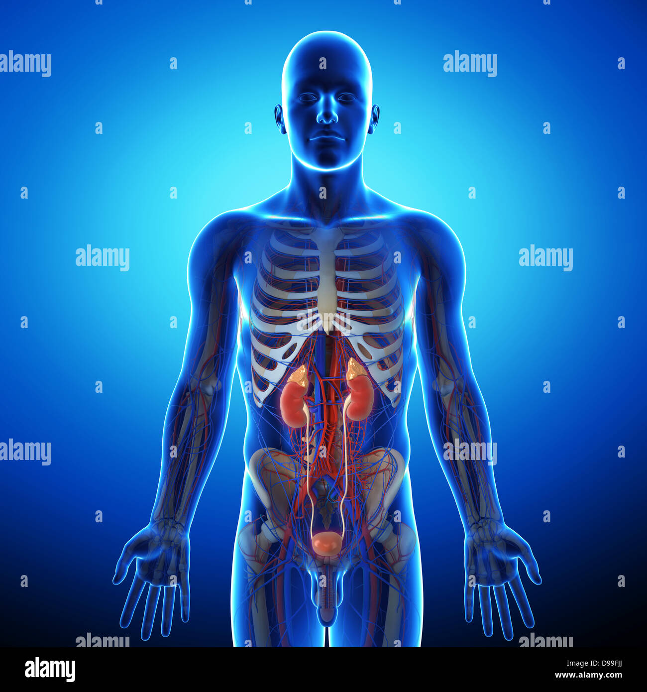 Anatomy of male urinary system Stock Photo - Alamy