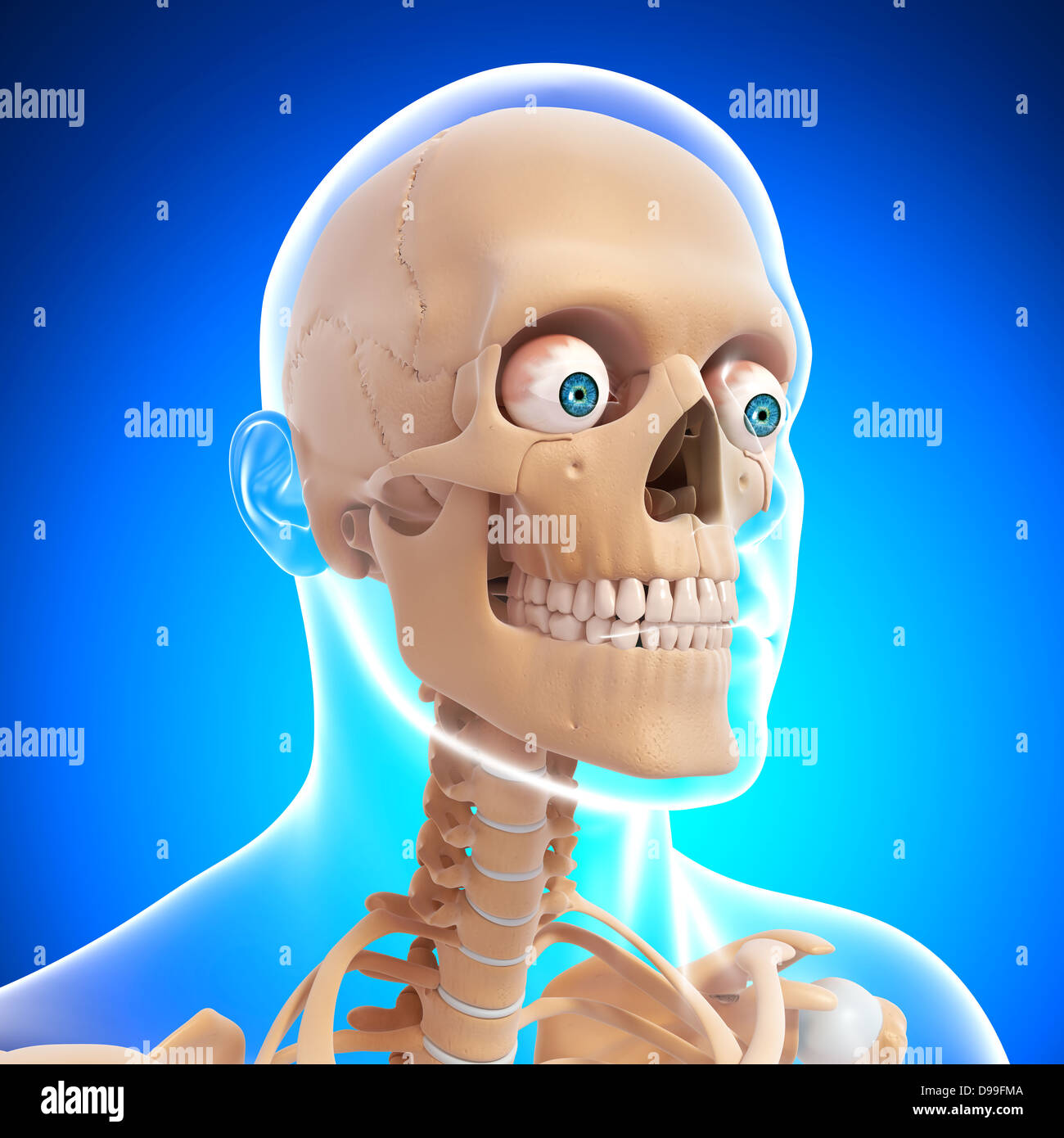 Teeth skull male anatomy hi-res stock photography and images - Alamy