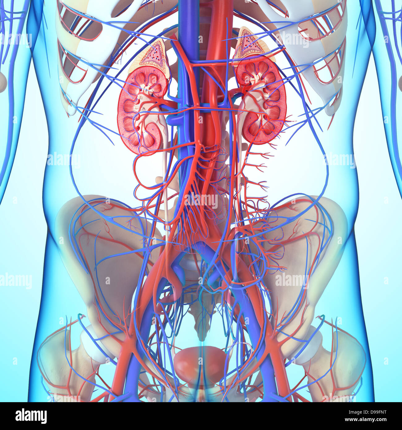 Anatomy of kidney internal view in different form Stock Photo - Alamy