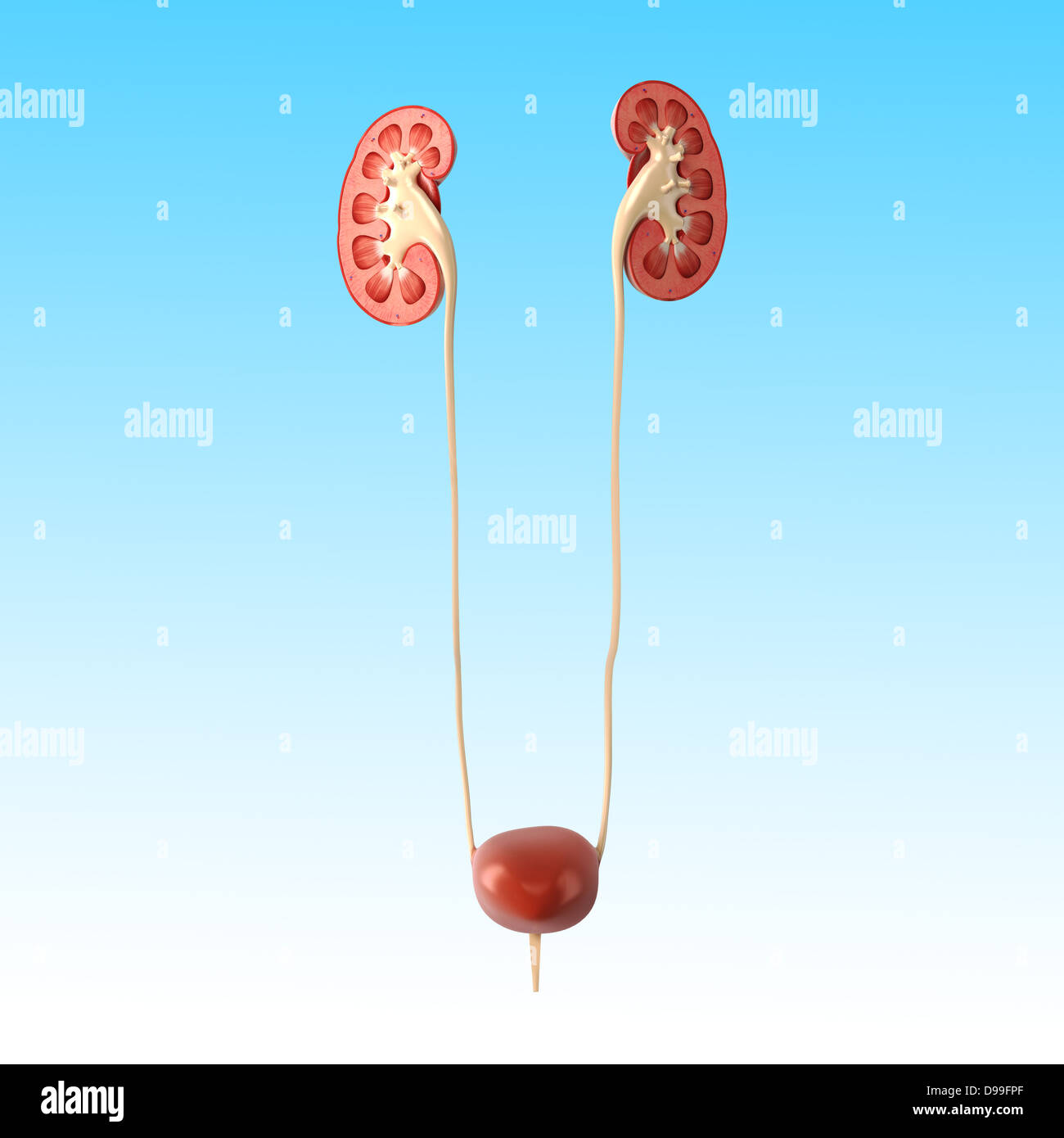 Anatomy of kidney internal view in different form Stock Photo - Alamy