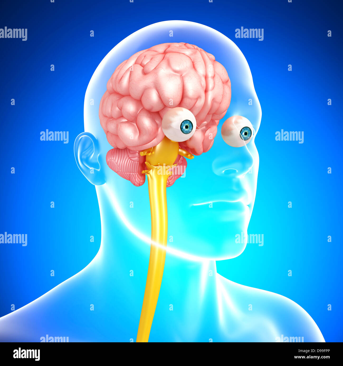 Nervous system of male head anatomy Stock Photo - Alamy