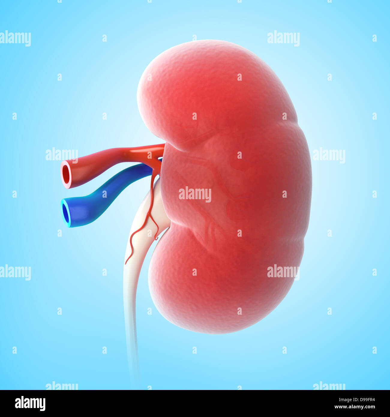 Anatomy of kidney internal view in different form Stock Photo - Alamy