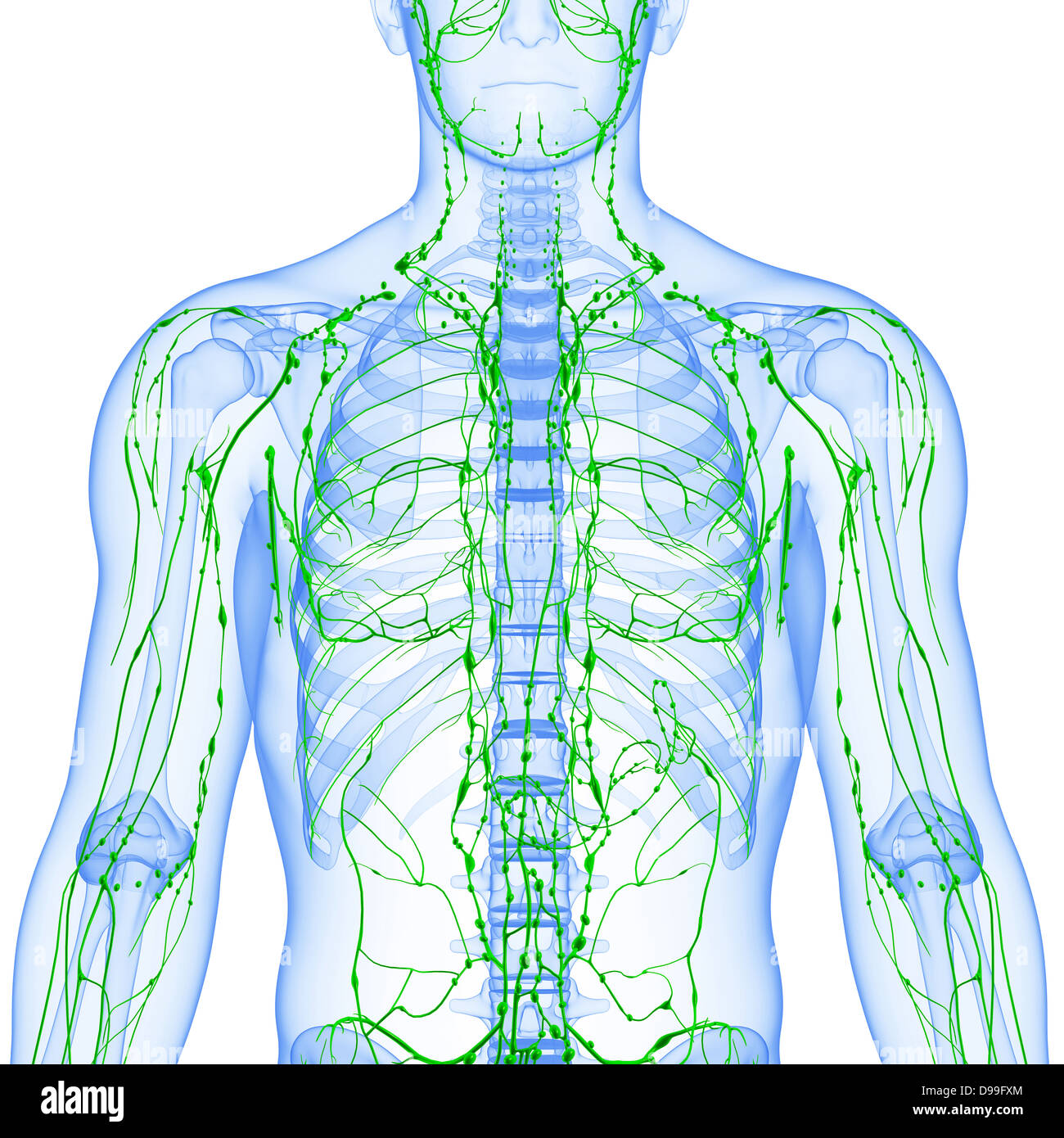 lymphatic system of male body anatomy Stock Photo - Alamy