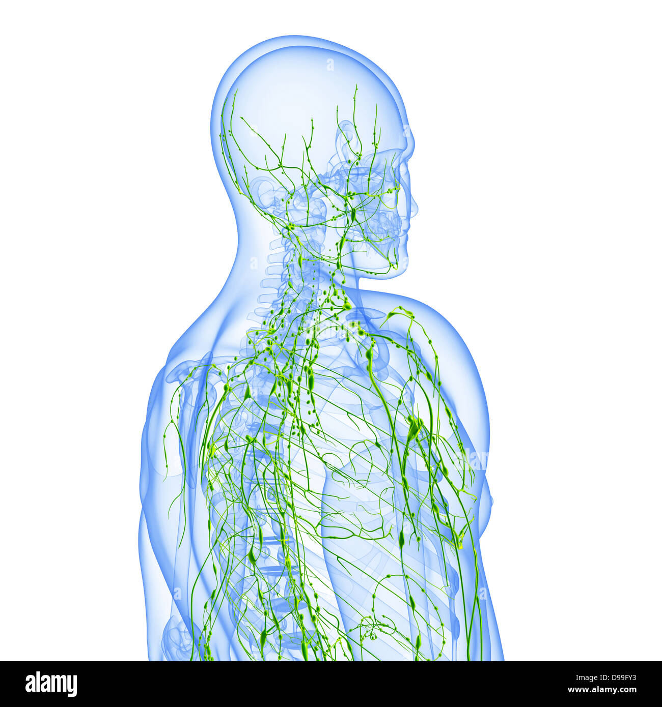lymphatic system of male body anatomy Stock Photo - Alamy