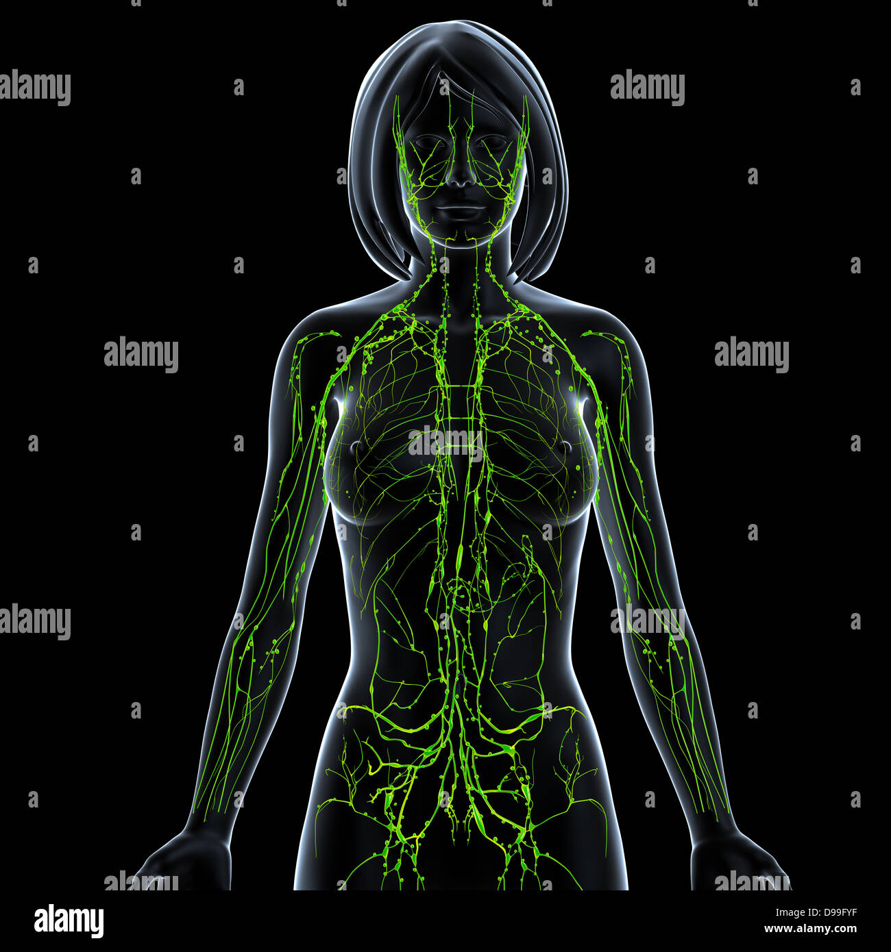 Lymphatic system of human body anatomy Stock Photo - Alamy
