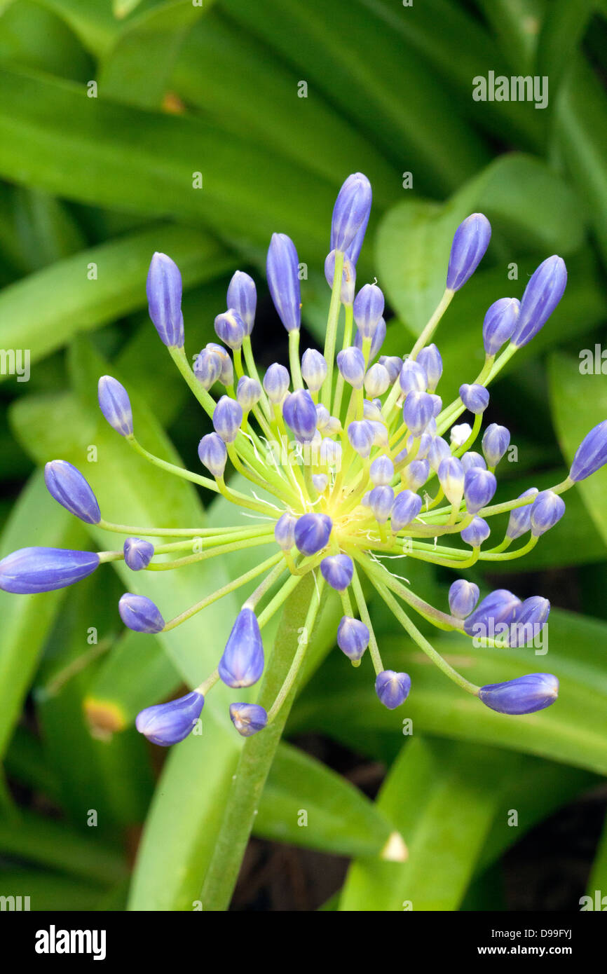 Budding agapanthus flower hi-res stock photography and images - Alamy