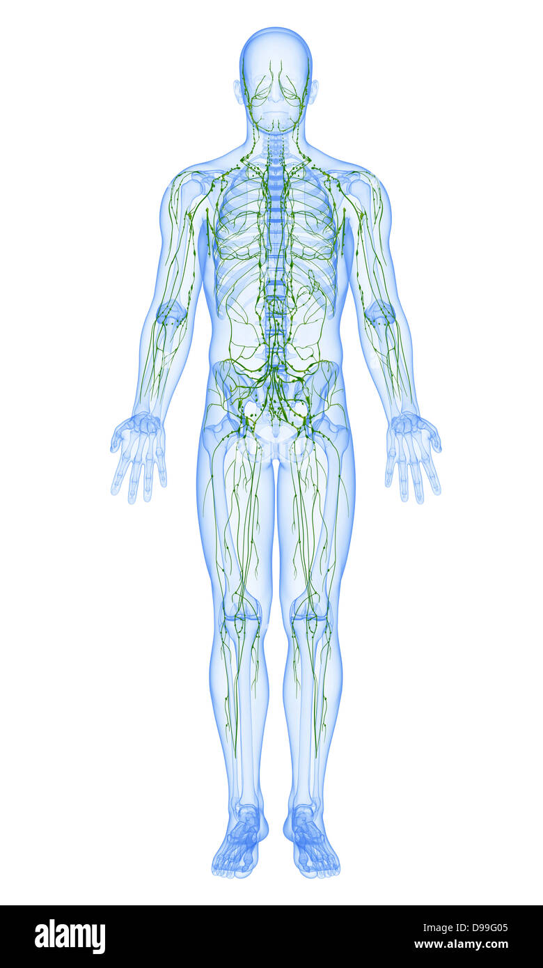 lymphatic system of male body anatomy Stock Photo - Alamy