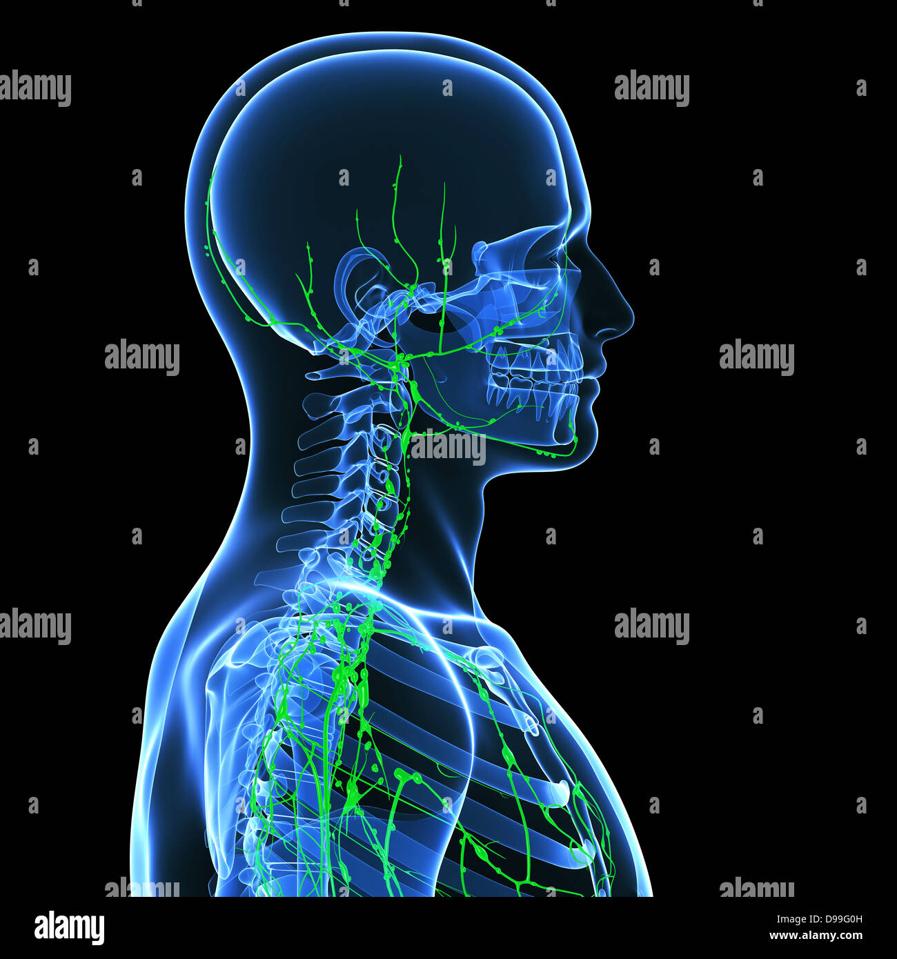 lymphatic system of male body anatomy Stock Photo - Alamy