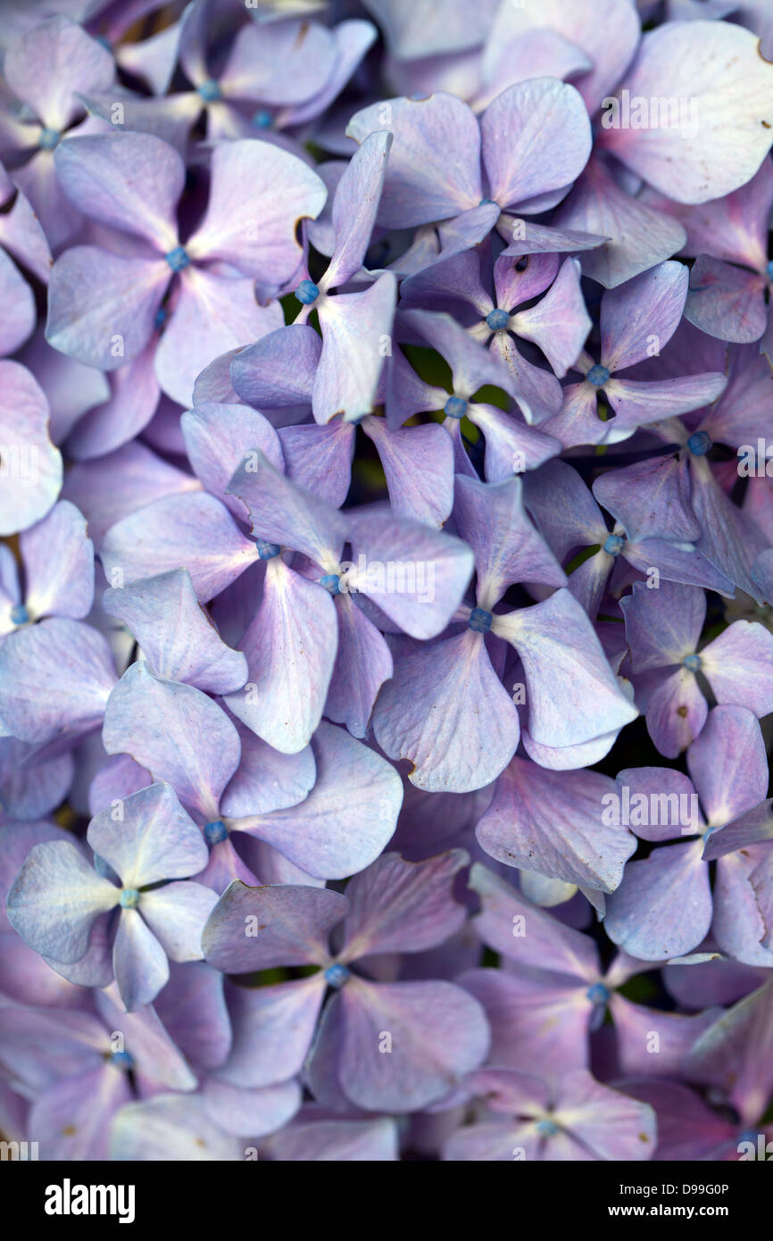Hortensia petals hi-res stock photography and images - Alamy