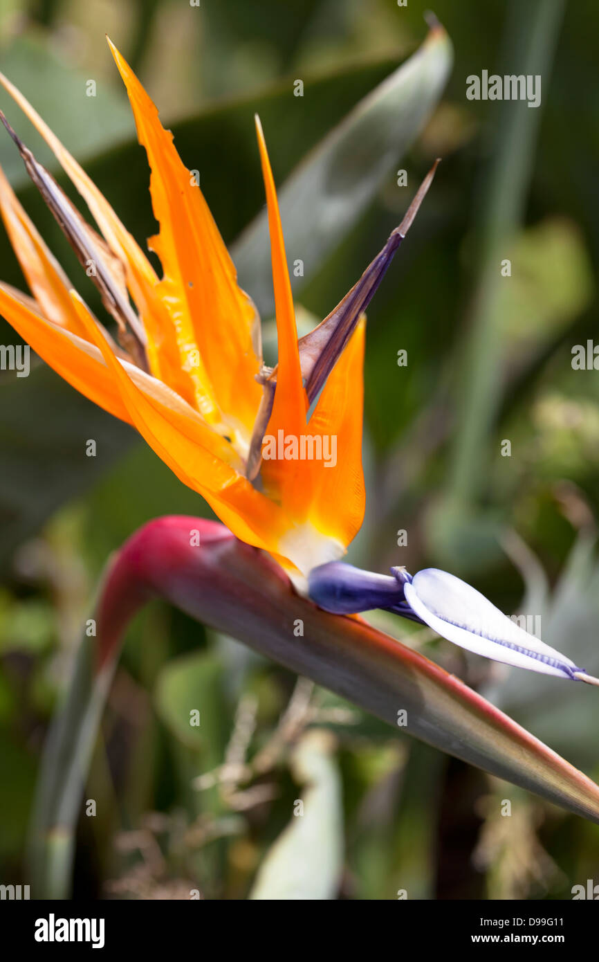 Strelitzia Flower in South Africa Stock Photo - Alamy