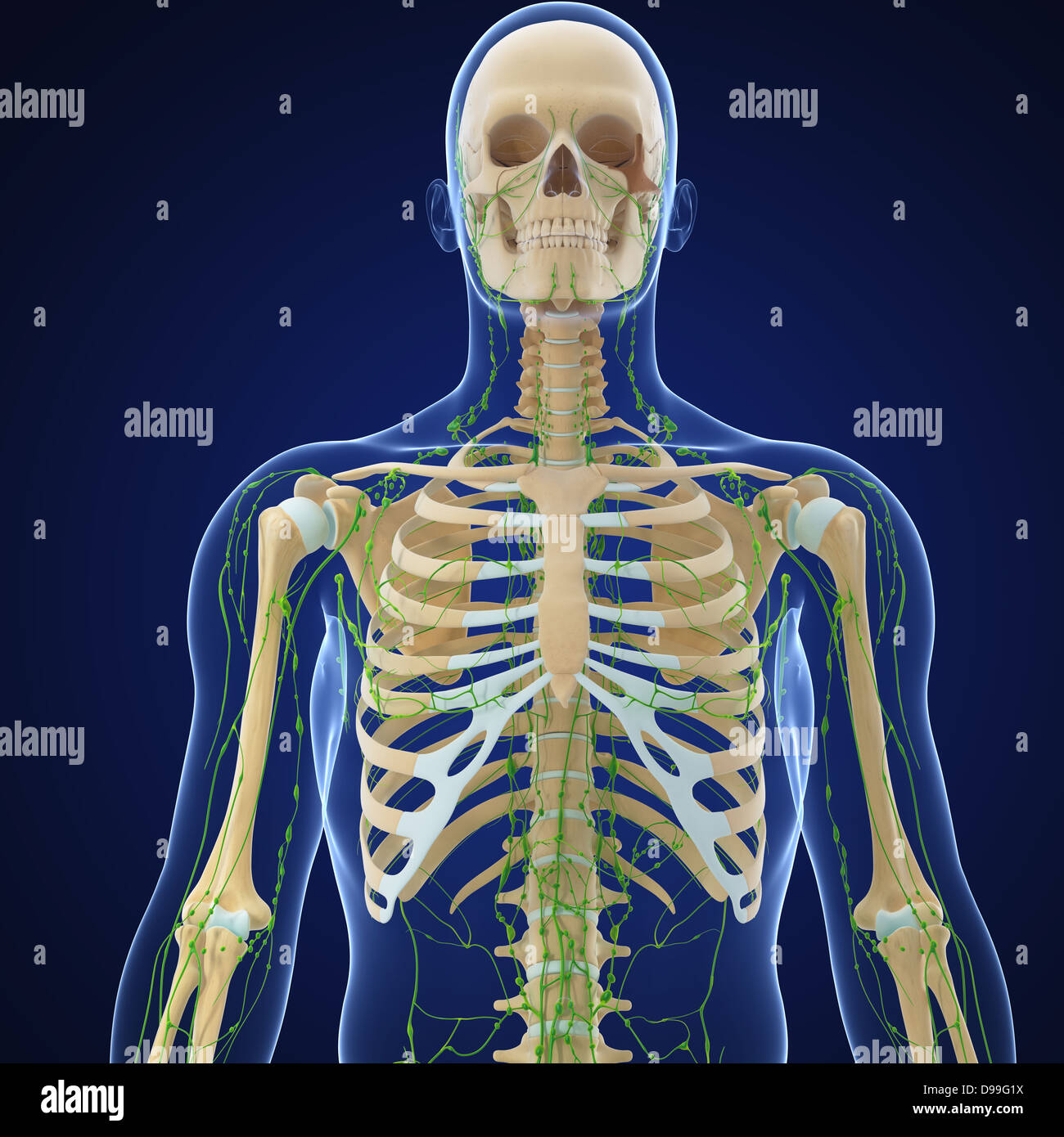 Male lymphatic system hi-res stock photography and images - Alamy