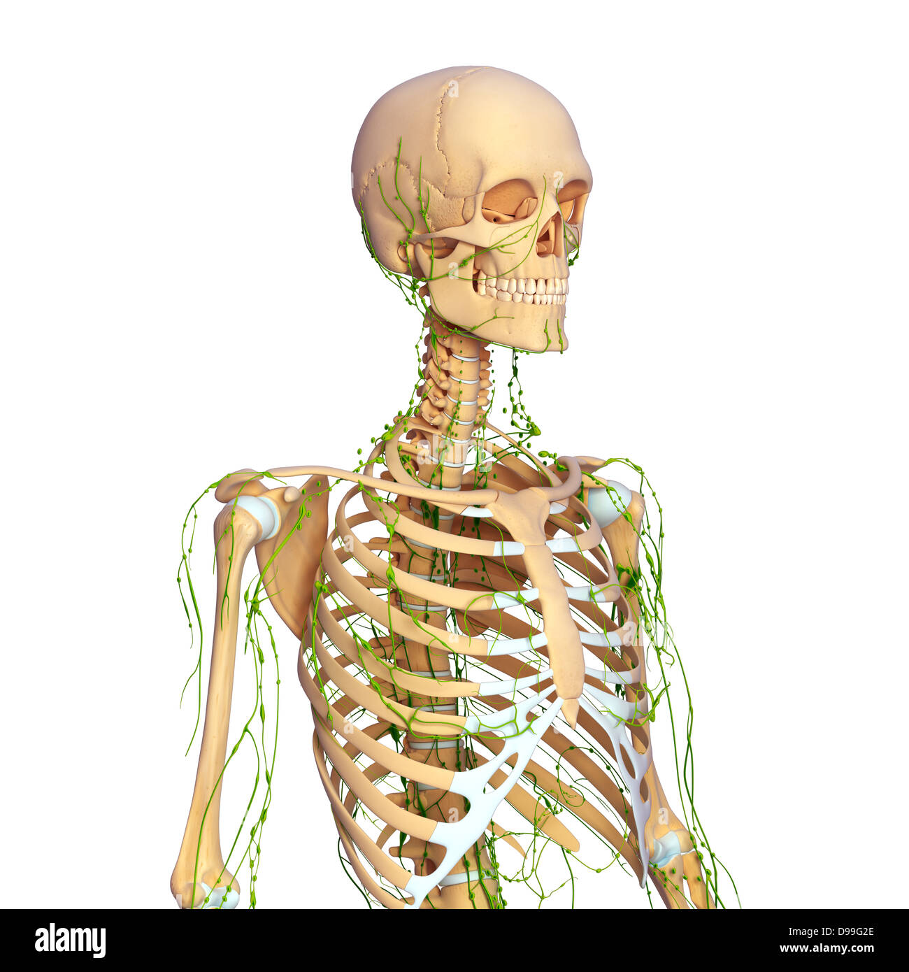 Male lymphatic system hi-res stock photography and images - Alamy
