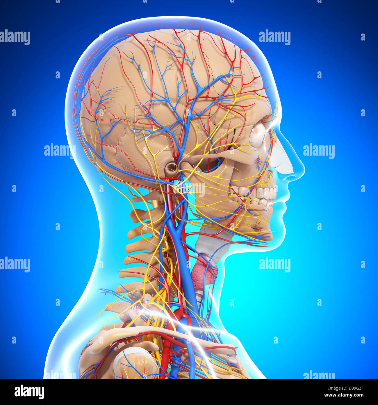 Circulatory nervous and lymphatic system of human head Stock Photo - Alamy