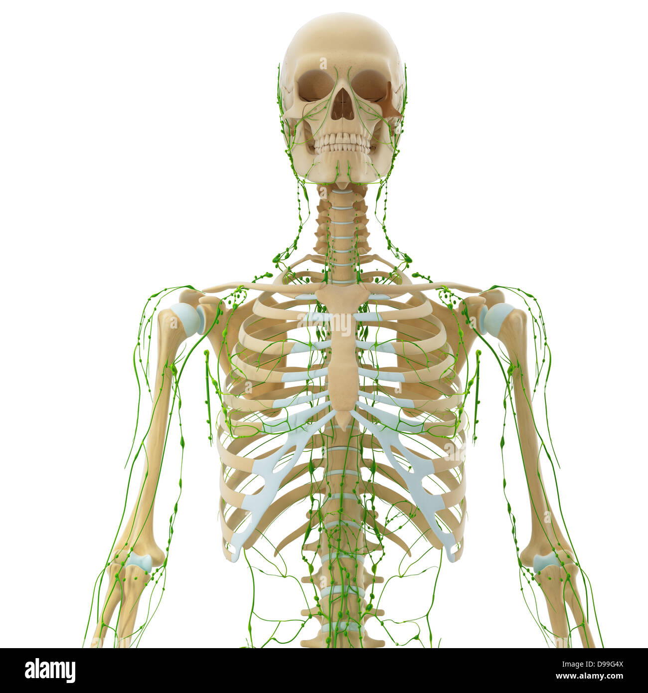 Male anatomy hi-res stock photography and images - Alamy