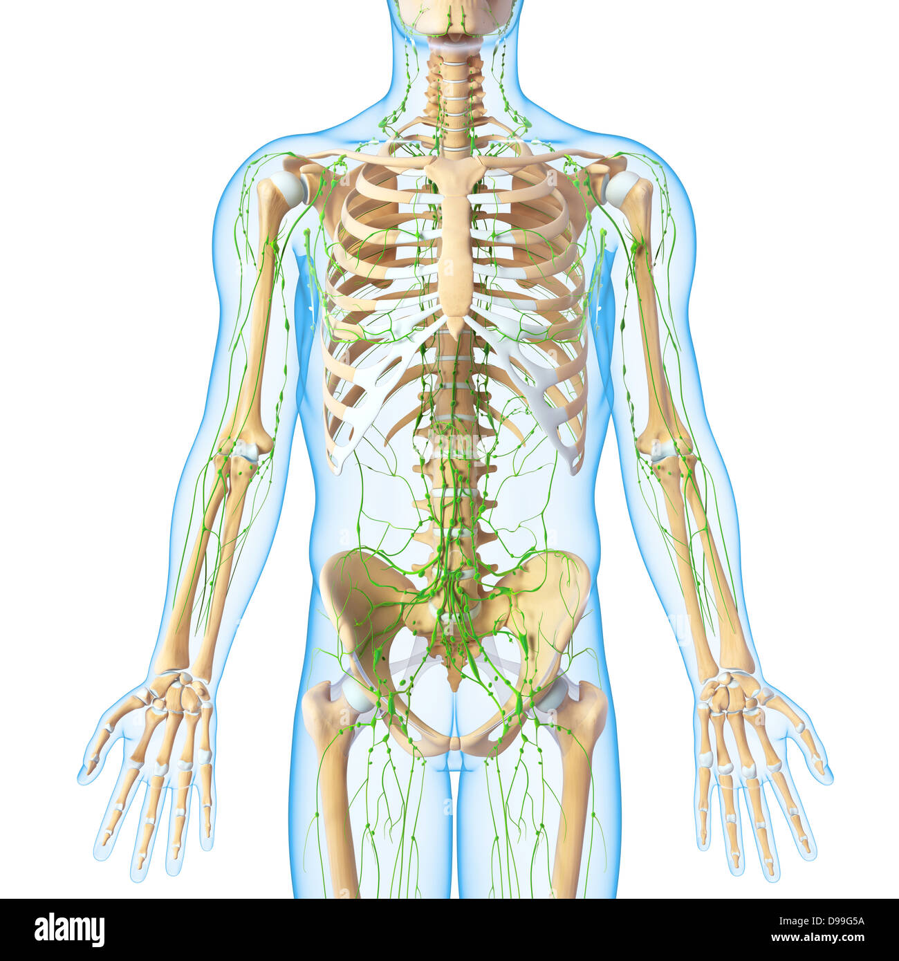 lymphatic system of male body anatomy Stock Photo - Alamy
