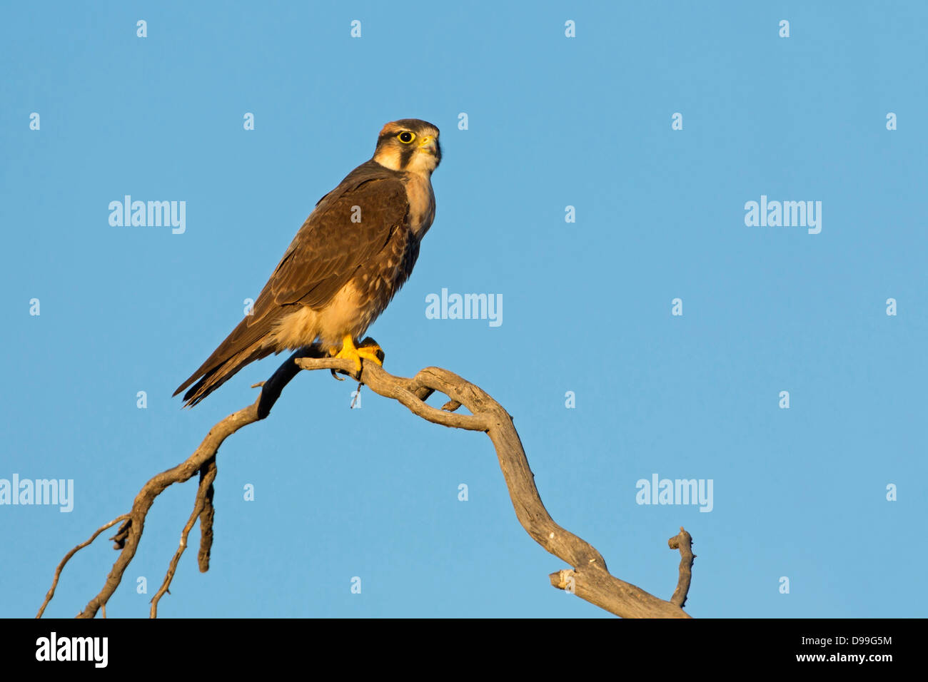 Lannerfalke, Lanner Falcon, Lanner, Falco biarmicus Stock Photo - Alamy