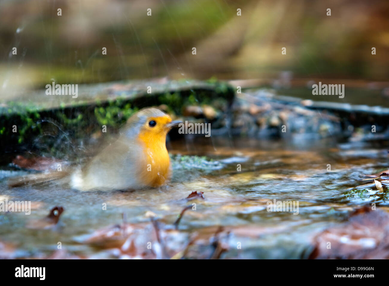 Robin bird bath hi-res stock photography and images - Alamy