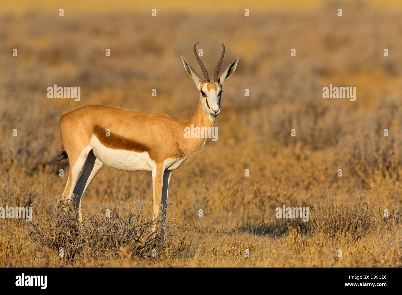 Springbock, Springbok, Antidorcas marsupialis Stock Photo - Alamy