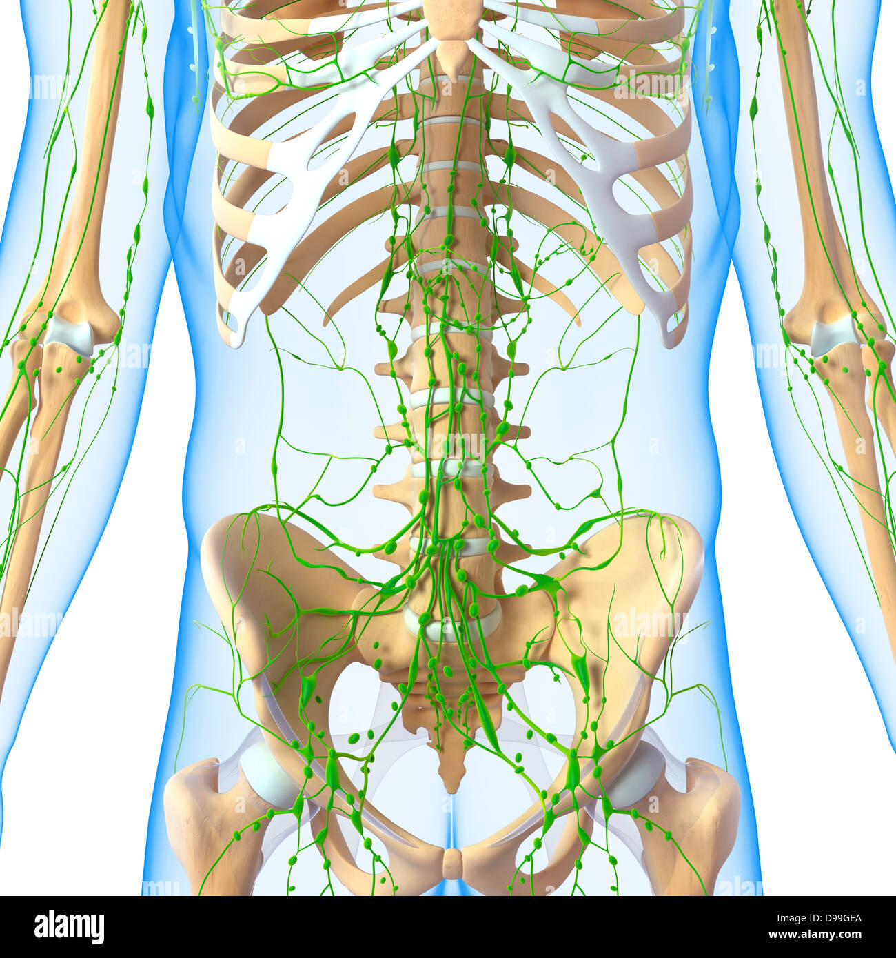Lymphatic system of human body anatomy Stock Photo - Alamy