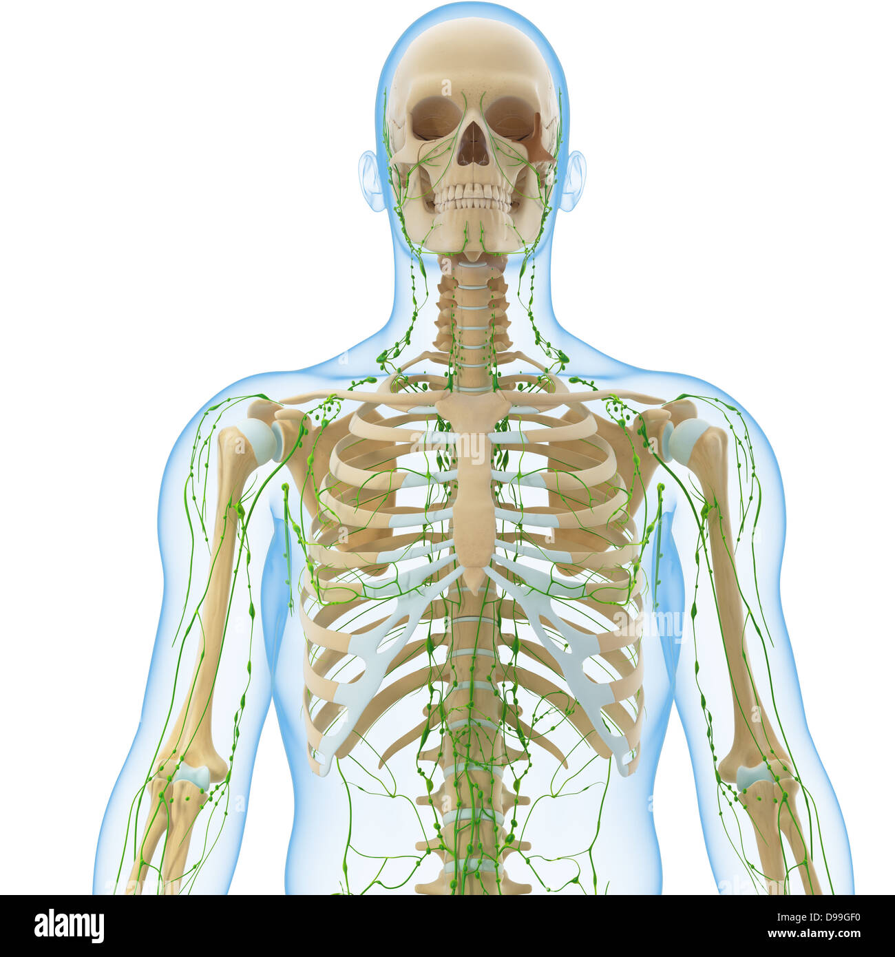 Lymphatic system of human body anatomy Stock Photo - Alamy